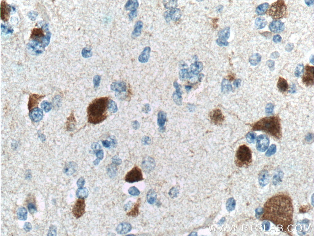 NeuN antibody (26975-1-AP) | Proteintech