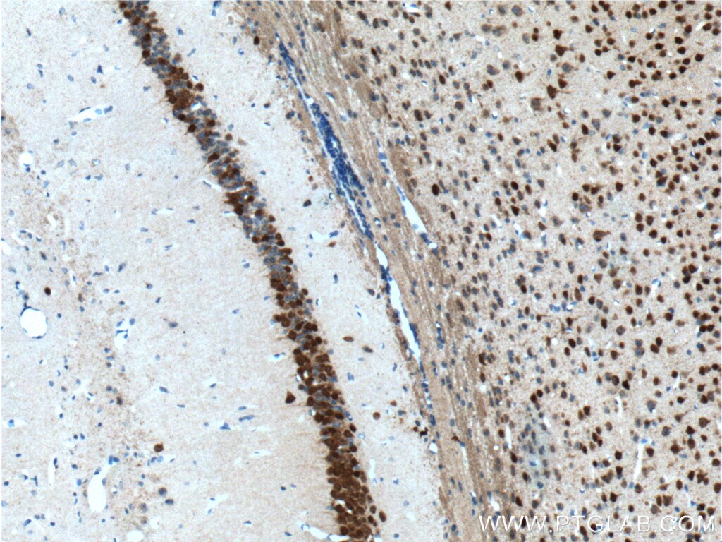 NeuN Antibody 26975-1-AP | Proteintech