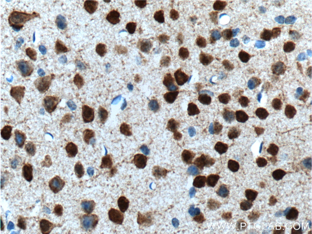 NeuN Antibody 26975-1-AP | Proteintech