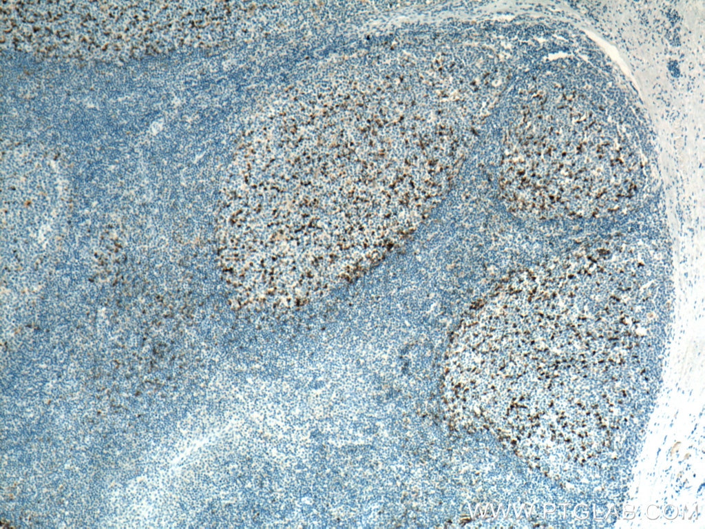 PD-1/CD279 antibody (66220-1-Ig) | Proteintech