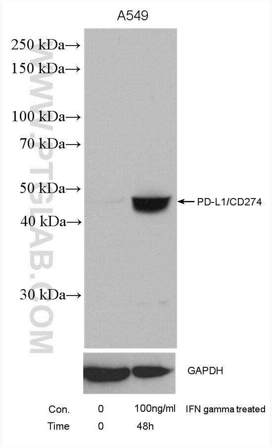 PD-L1/CD274 Antibody 66248-1-Ig | Proteintech