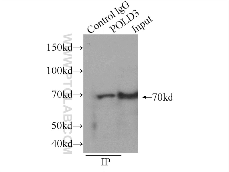 POLD3 Antibody 21935-1-AP | Proteintech