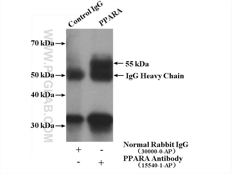 PPARA antibody (15540-1-AP) | Proteintech