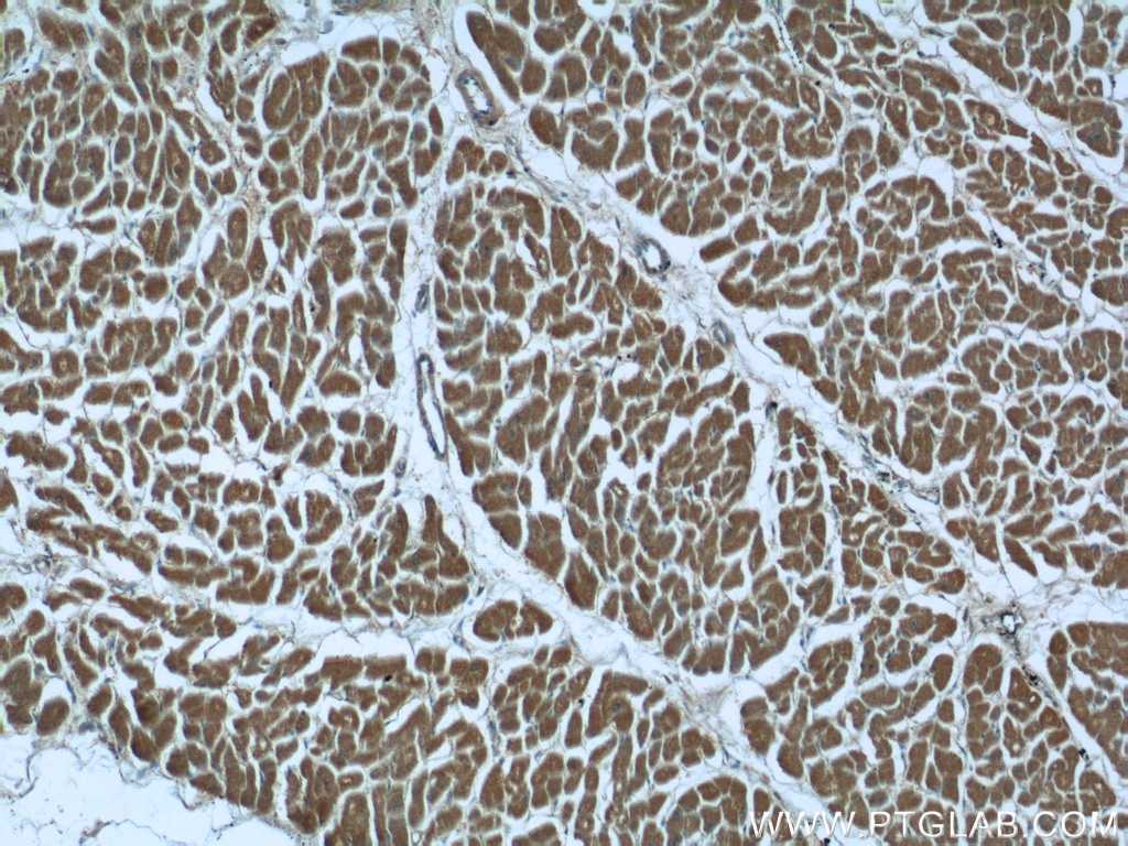 PPAR gamma Antibody 16643-1-AP | Proteintech