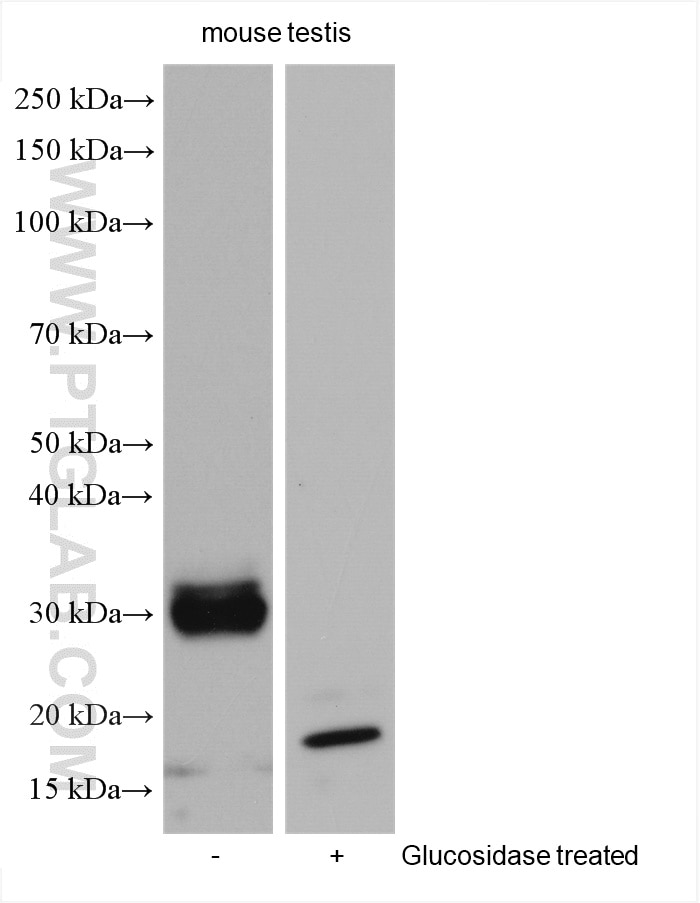 PRND antibody (26947-1-AP) | Proteintech