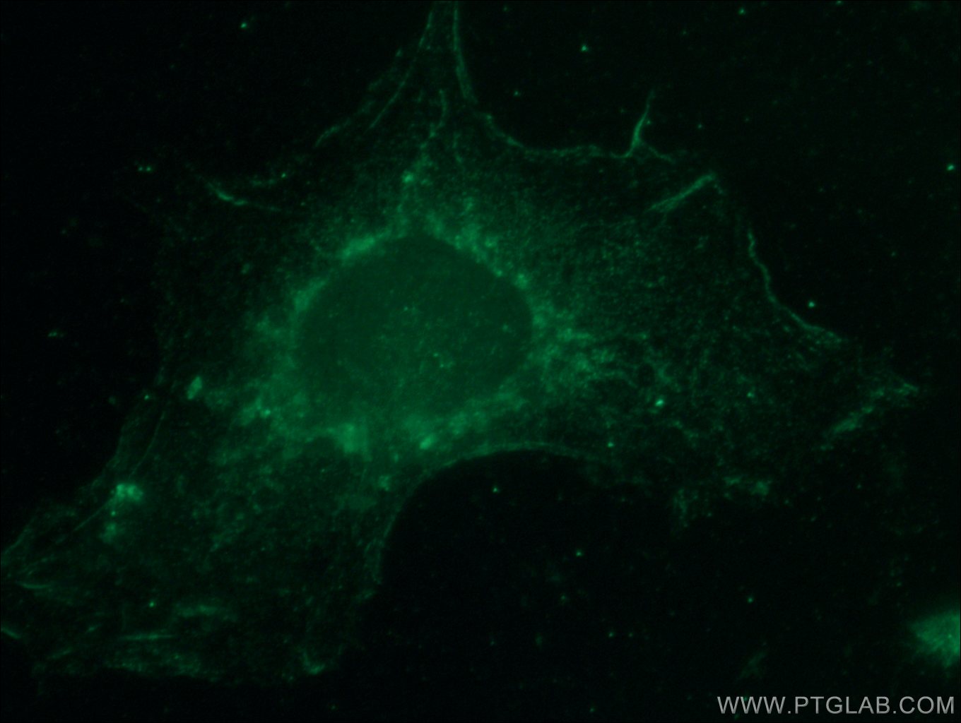 RAPGEF3 Fusion Protein Ag29369 | Proteintech
