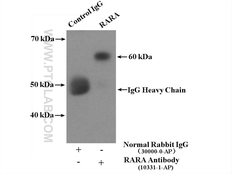RARA Antibody 10331-1-AP | Proteintech