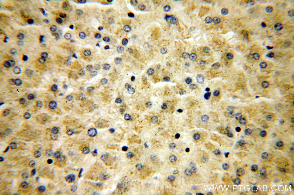 RHOB Antibody 14326-1-AP | Proteintech