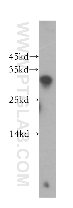 RNASEH1 Antibody 15606-1-AP | Proteintech