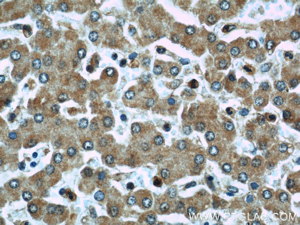 Siglec-7 antibody (13939-1-AP) | Proteintech