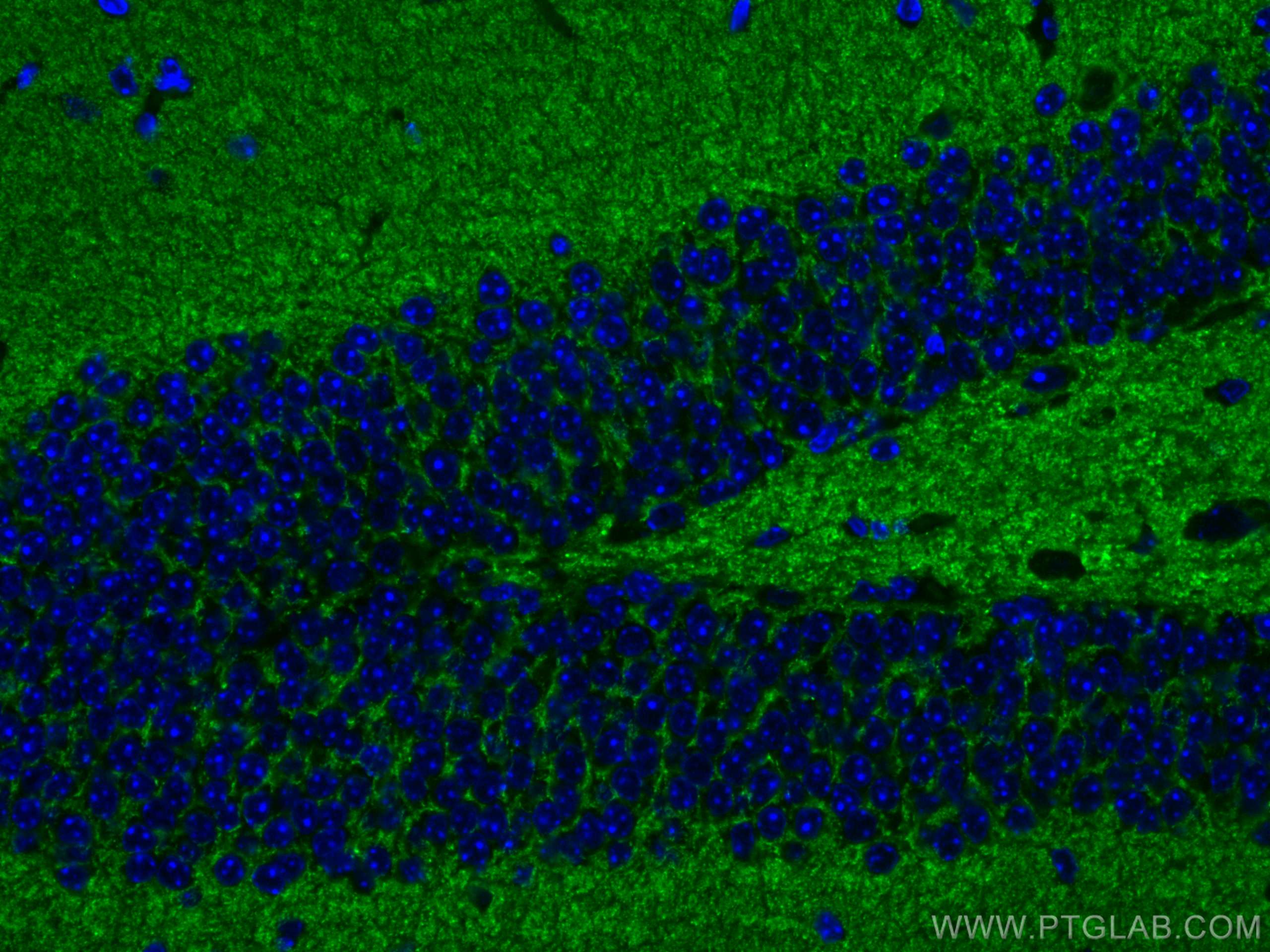 Synaptophysin Antibody CL488-67864 | Proteintech