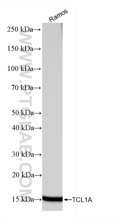 TCL1A antibody (85129-5-RR) | Proteintech