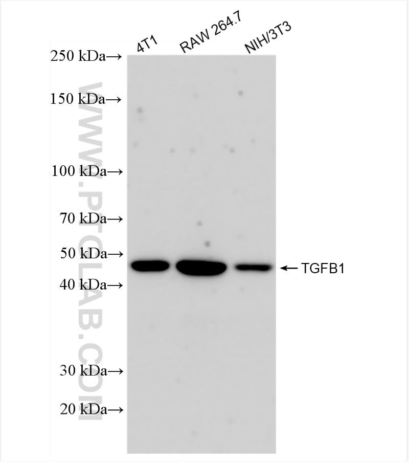 TGF Beta 1 antibody (81746-2-RR) | Proteintech