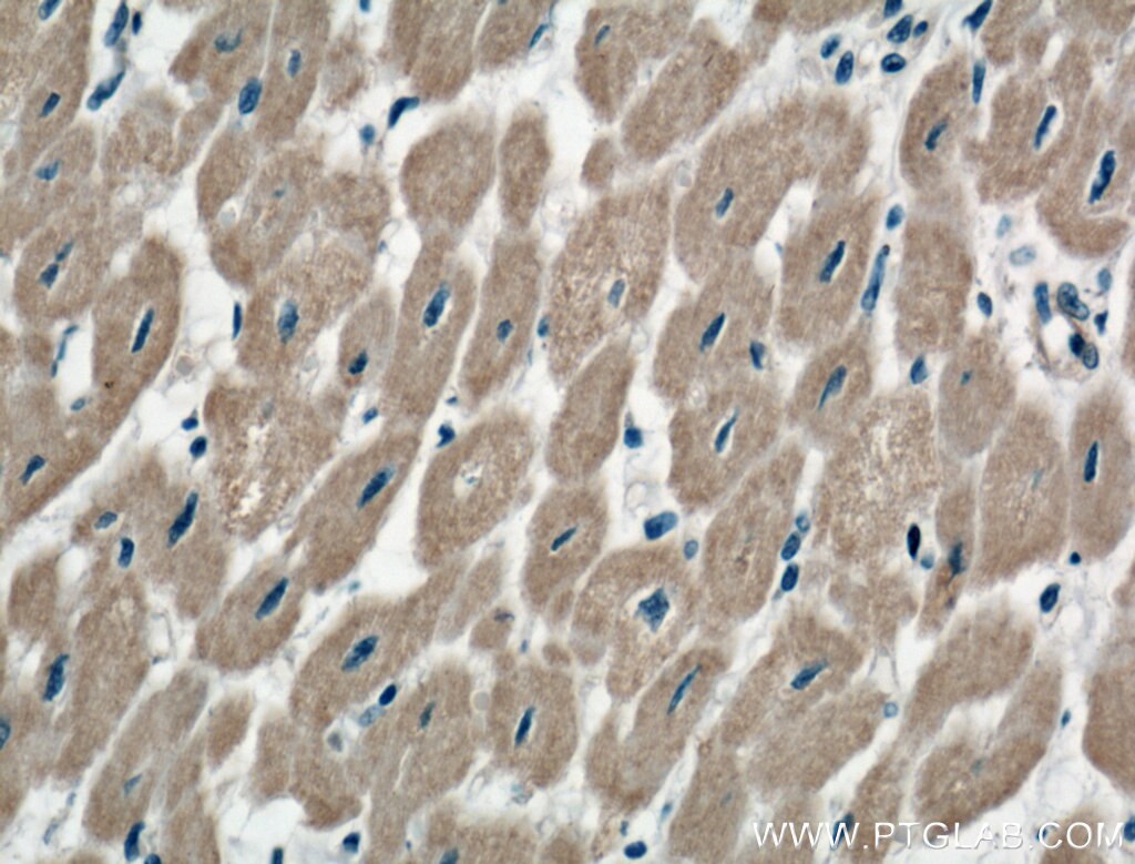TNS1 antibody (20054-1-AP) | Proteintech