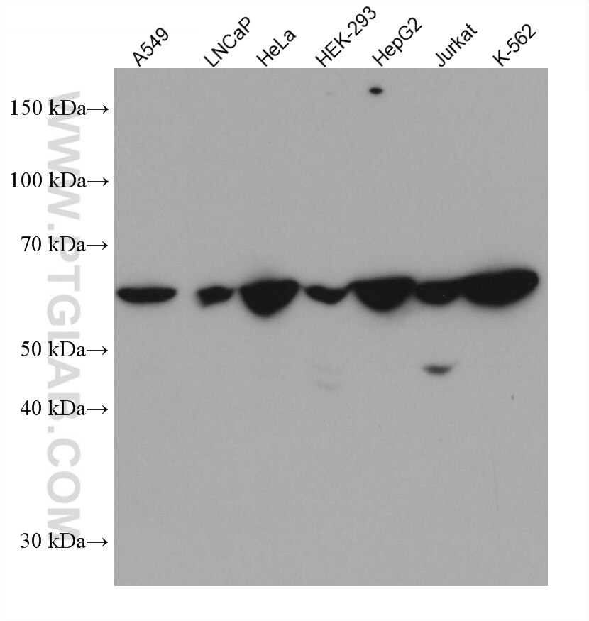 TOE1 Antibody 67829-1-Ig | Proteintech