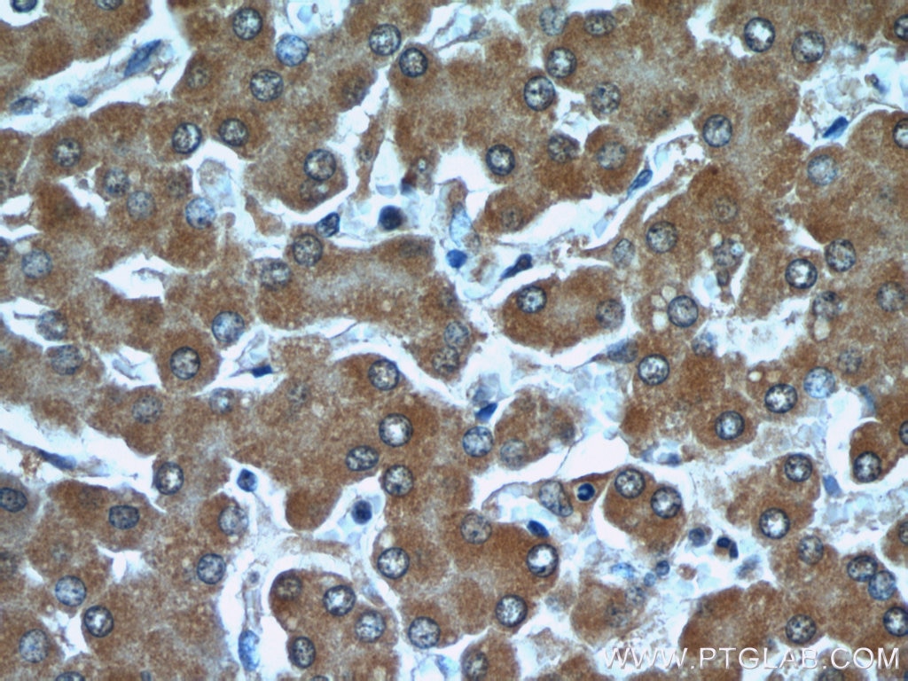 TTL antibody (66076-1-PBS) | Proteintech