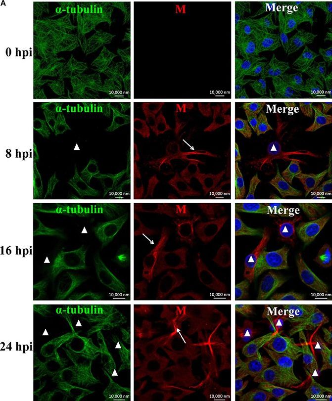Alpha Tubulin Antibody 11224-1-AP | Proteintech