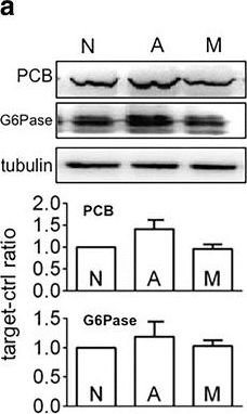 beta Tubulin Antibody 66240-1-Ig | Proteintech