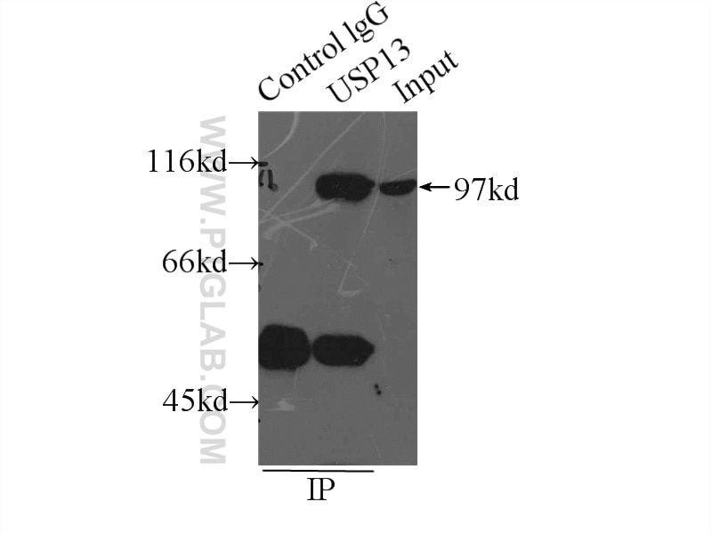 USP13 antibody (16840-1-AP) | Proteintech