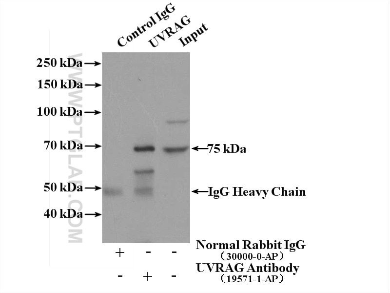 UVRAG Antibody 19571-1-AP | Proteintech