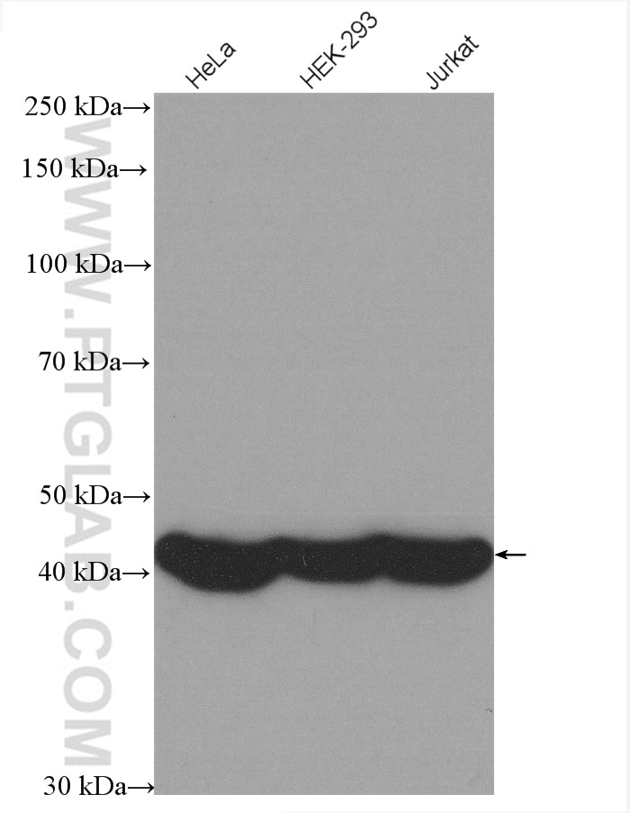 Beta Actin antibody (HRP-66009) | Proteintech
