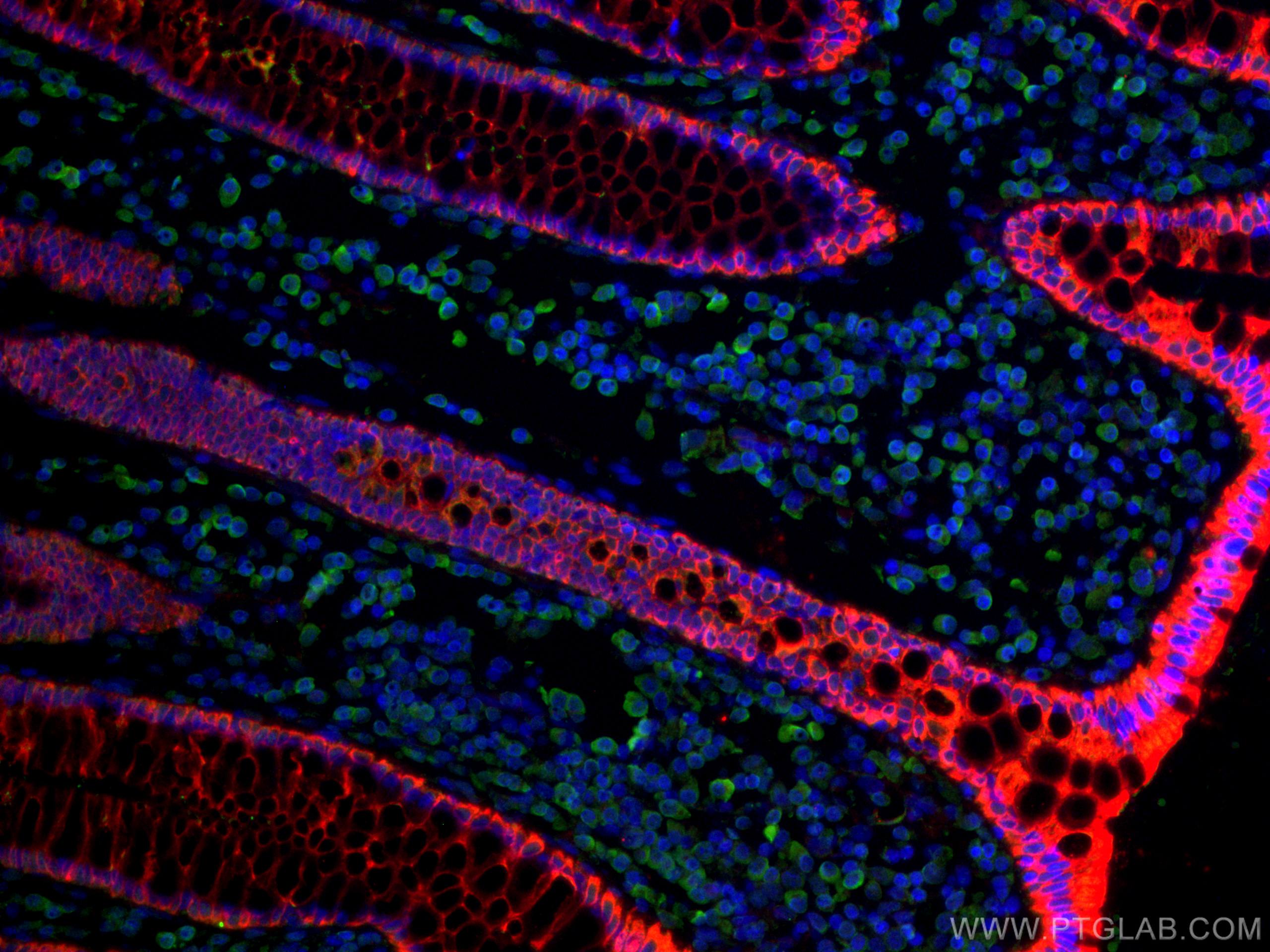 pan-keratin Antibody 26411-1-AP | Proteintech
