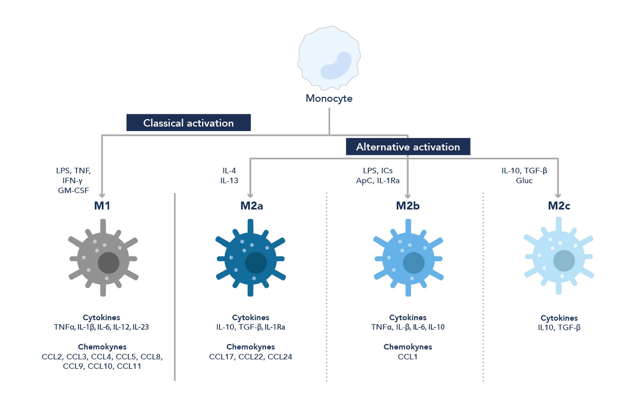 What is Macrophage Polarization? | Proteintech Group