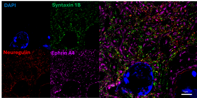 Streamlining Multiplex Imaging in Expanded Tissues with FlexAble 2.0 ...