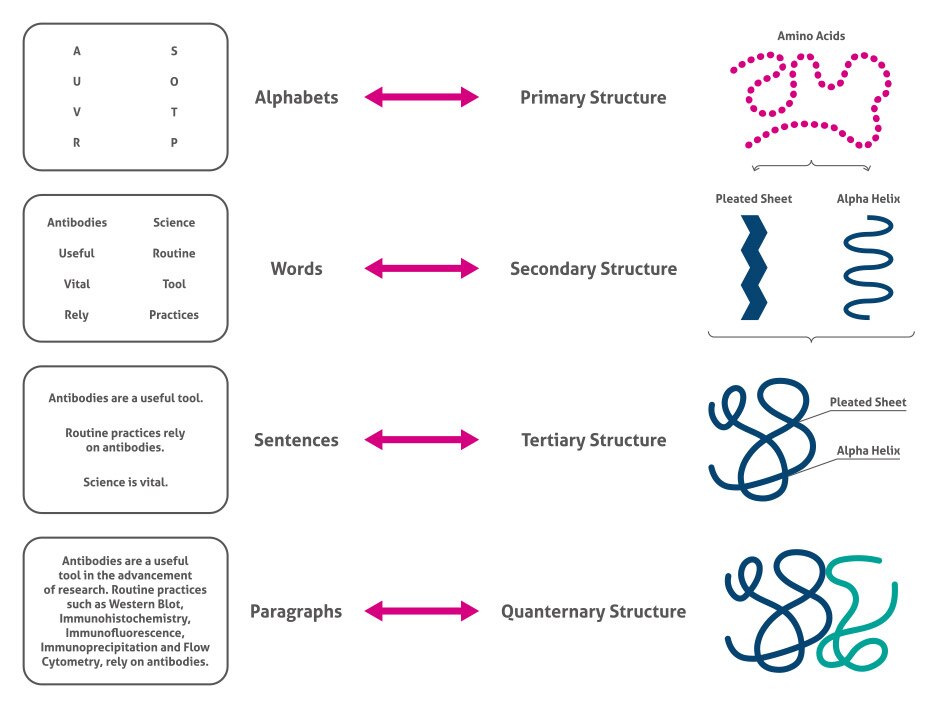 Primary Protein Structure Primary Protein Structure