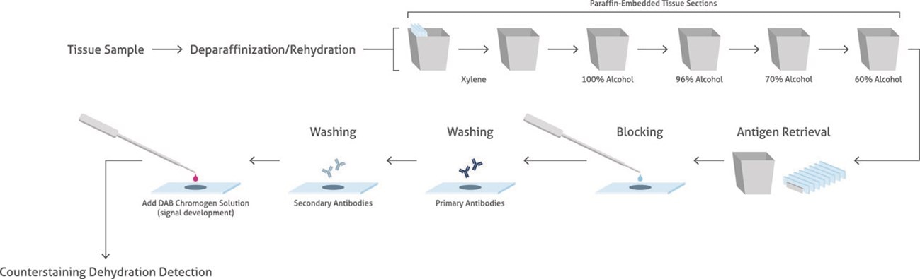 Immunohistochemistry Overview | Proteintech Group
