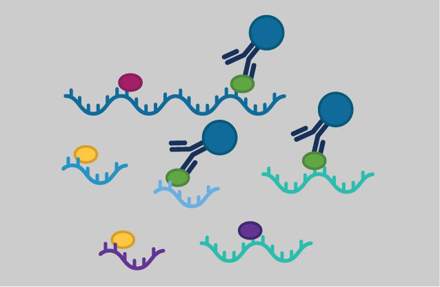 RIP/RIP-seq to study RNA Modifications | Proteintech Group