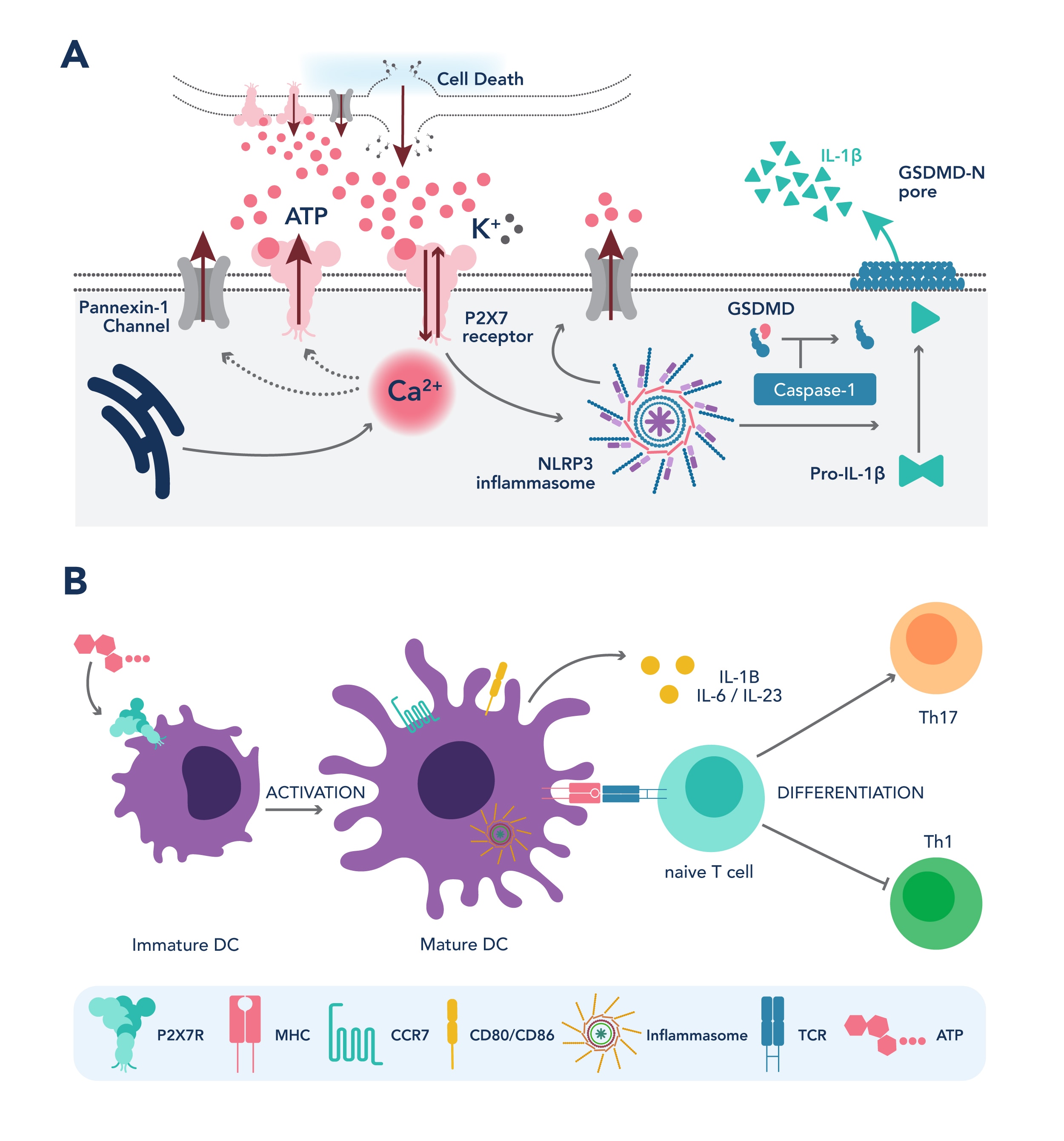 Targeting Purinergic Signaling: A New Frontier in Cancer Immunotherapy | Proteintech Group