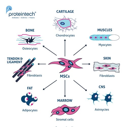 Are Mesenchymal Stem Cells Mscs True Stem Cells Proteintech Group