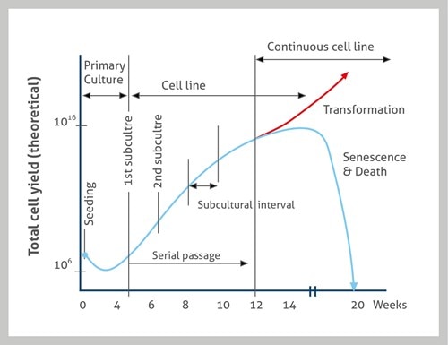 Cell Types And Culture Characteristics Proteintech Group