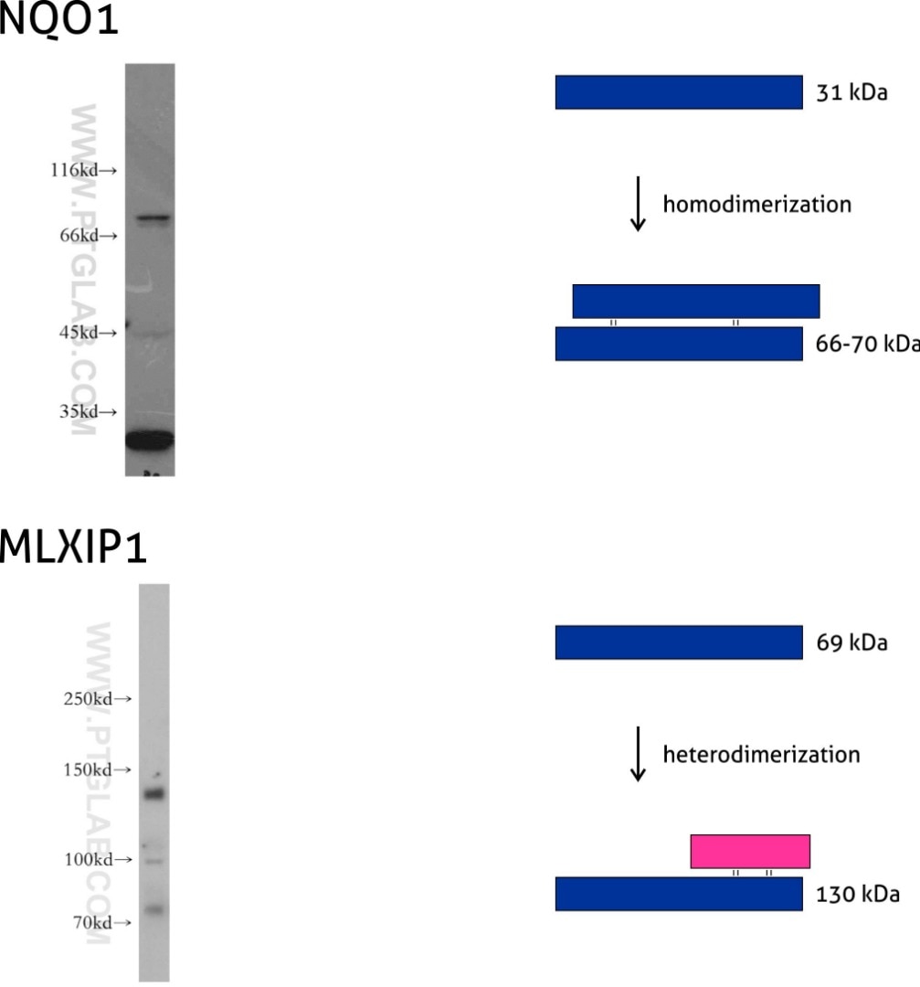 Western blot protein ladder - tribevolf