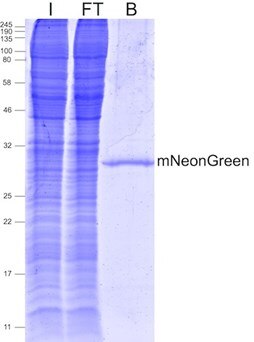 New anti-mNeonGreen antibody & Nano-Trap for Immunofluorescence ...