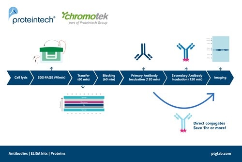Seizing the day: How to save time on your immunoassay experiments ...