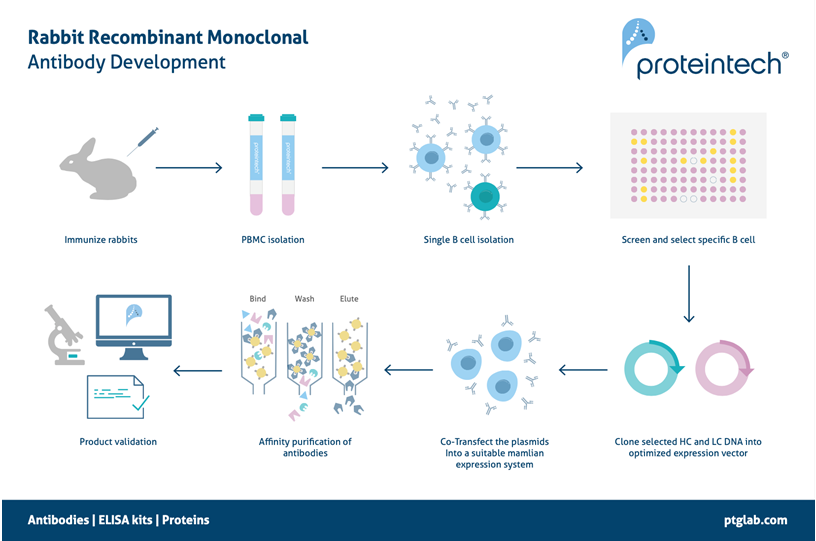 Recombinant antibodies | Proteintech Group
