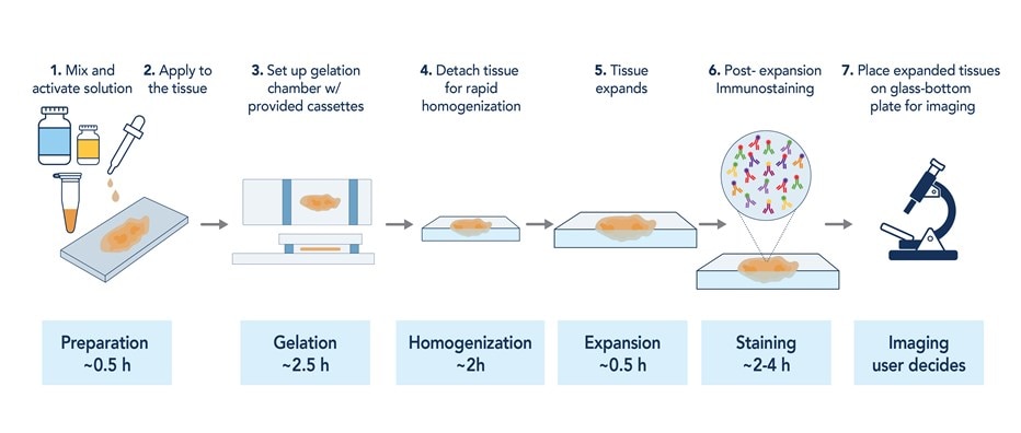 Streamlining Multiplex Imaging in Expanded Tissues with FlexAble 2.0 ...