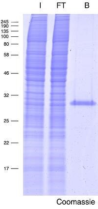 TurboGFP: Properties, Sequence, MW, origin | Proteintech Group