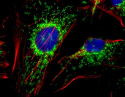 Mitochondrial respiratory supercomplexes: a focus on COX7A isoforms | Proteintech Group