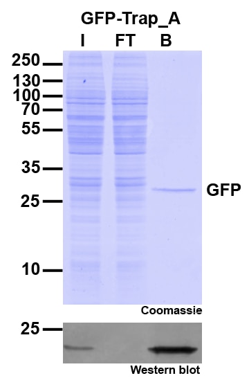 What GFP-Trap should I use for my immunoprecipitation? | Proteintech Group