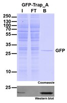 What GFP-Trap should I use for my immunoprecipitation? | Proteintech Group
