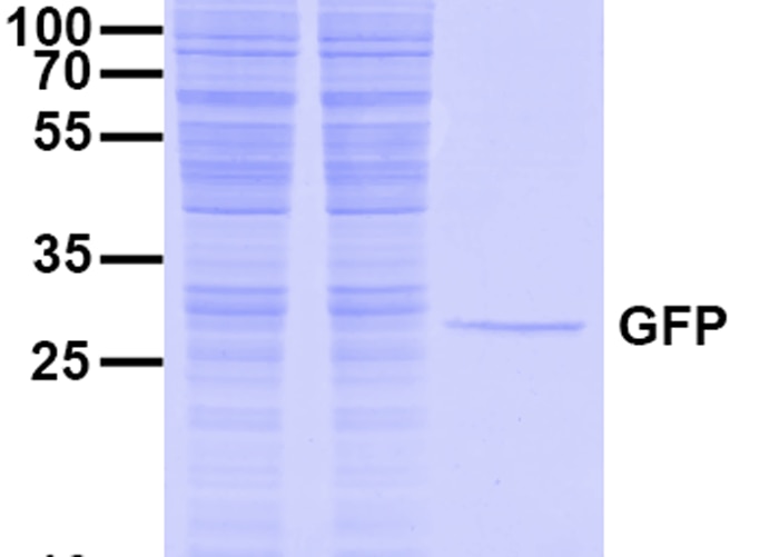 5 Tips for better immunoprecipitation (IP) | Proteintech Group