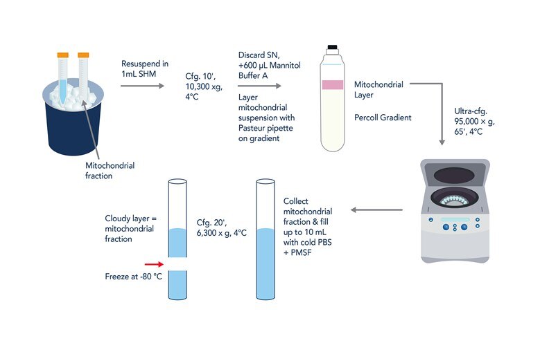 A Practical Step-by-Step Guide to Subcellular Fractionation in ...
