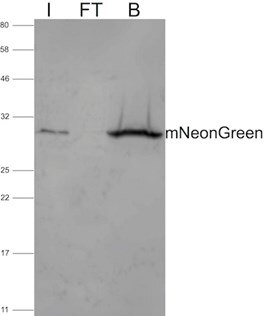 New anti-mNeonGreen antibody & Nano-Trap for Immunofluorescence ...