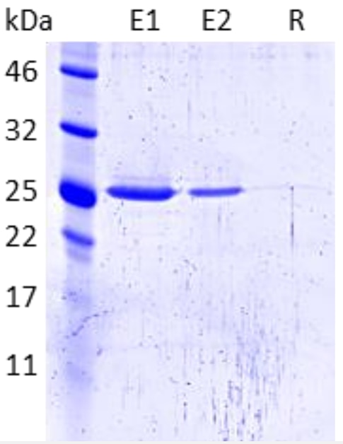 How to elute GFP-fusion protein from the GFP-Trap® | Proteintech Group