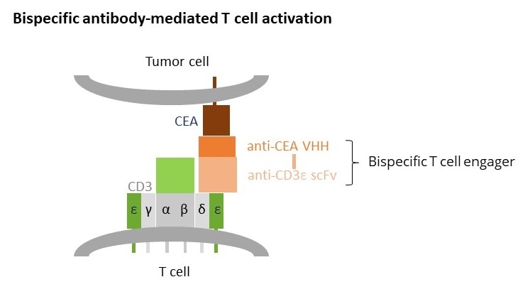 Abstract on Nano-BiTEs: Bispecific T cell engagers based on nanobodies ...
