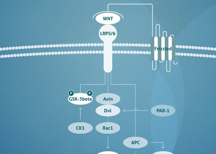 WNT Pathway - Defining the Canon | Proteintech Group