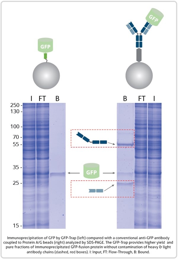 Results for "gfp" | Proteintech Group